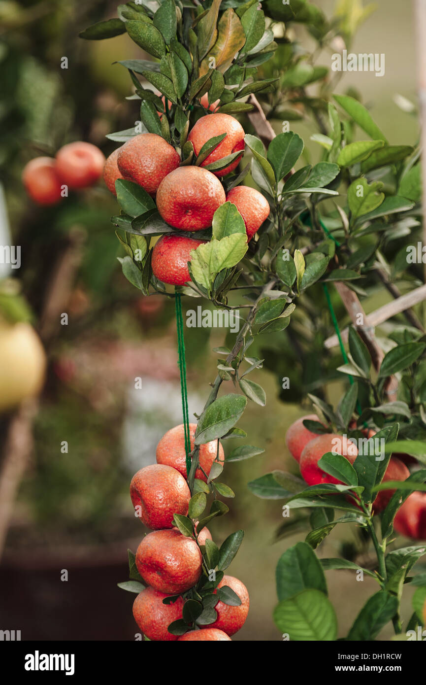 Indian apple tree hi-res stock photography and images - Alamy