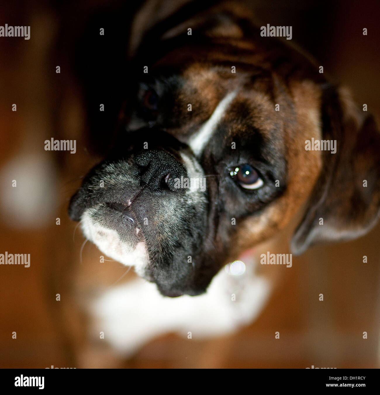 Boxer dog looking up shallow focus F1.4 Stock Photo - Alamy