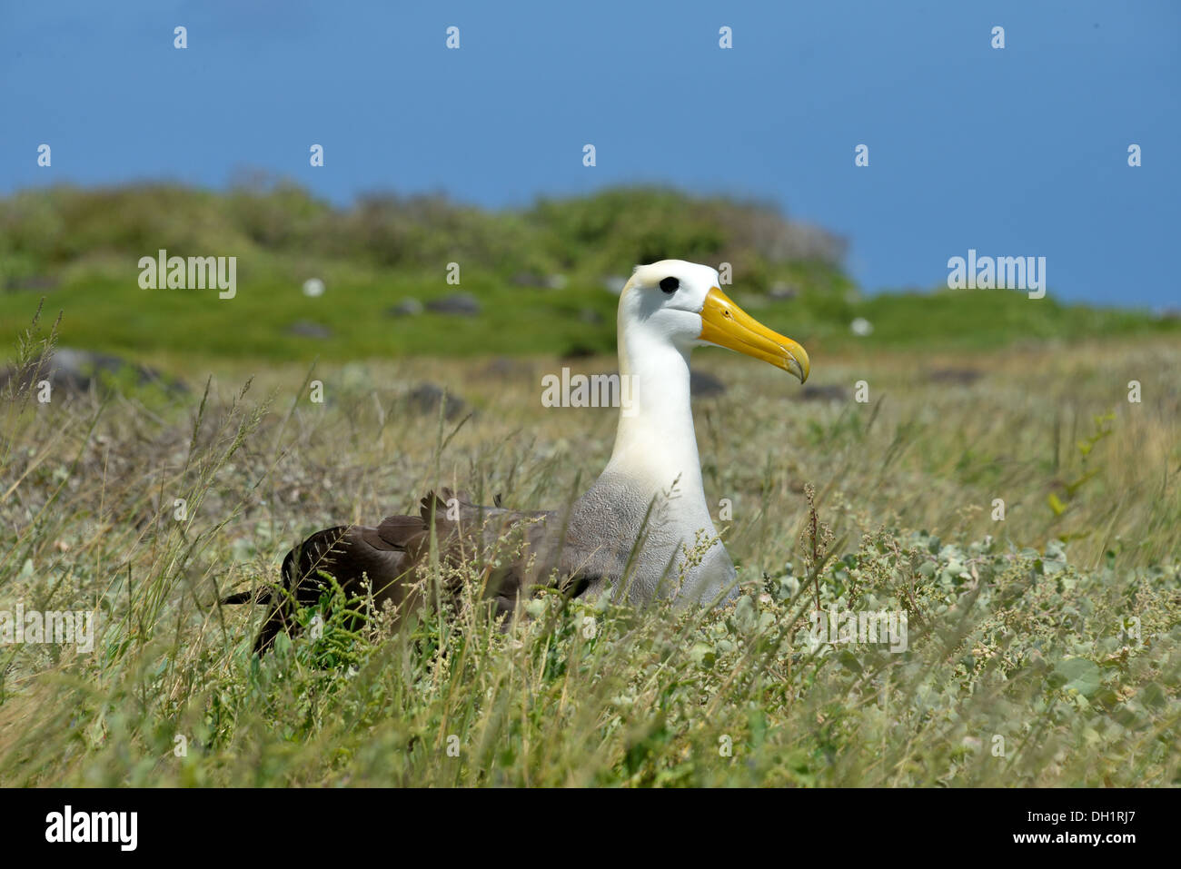 Waved albatross on Espanola island Galapagos Stock Photo - Alamy