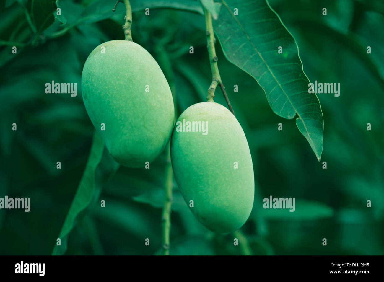 Green raw mangoes growing hanging on Mango tree Kolkata India Asia ...