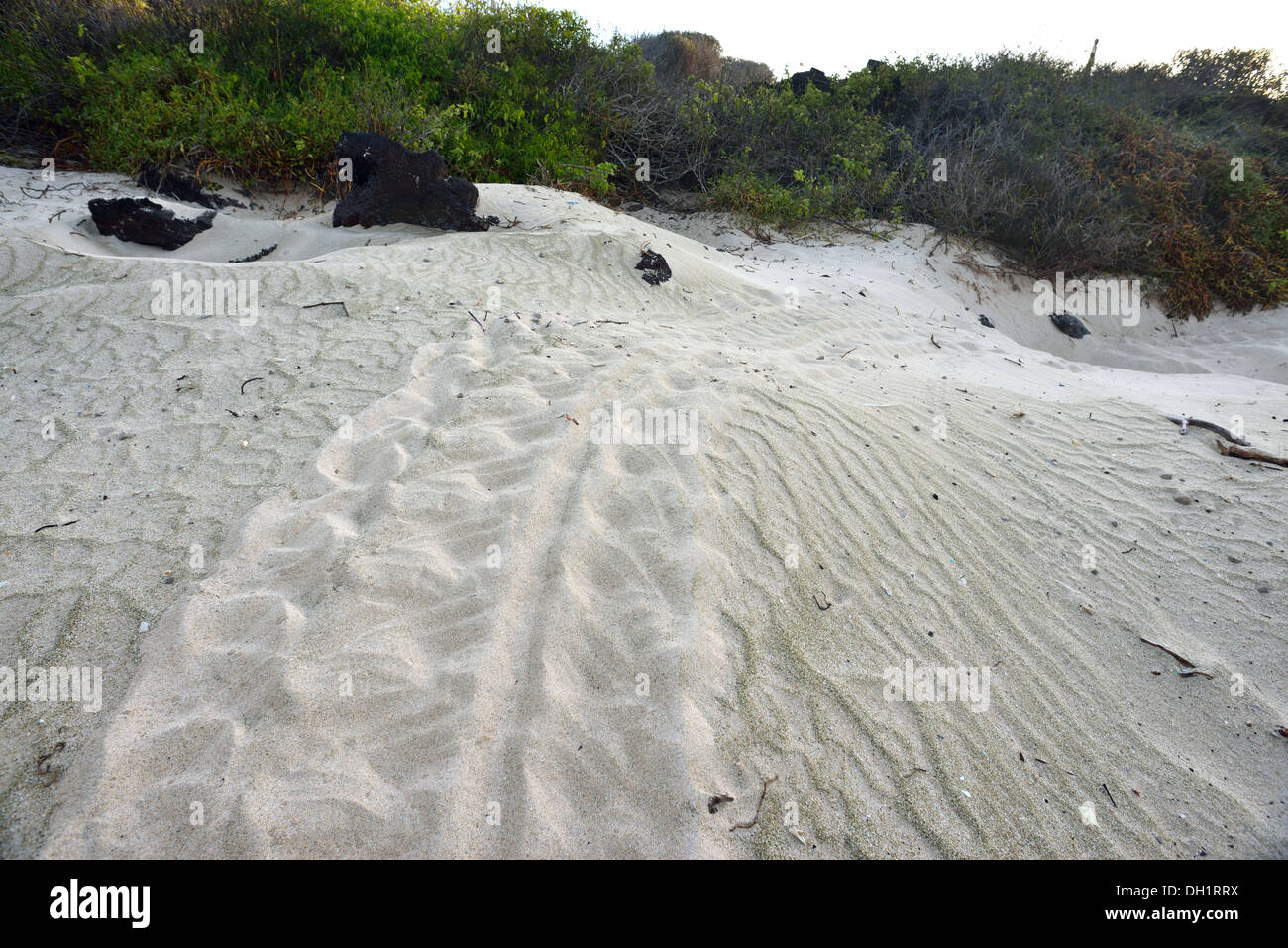 Turtle tracks hi-res stock photography and images - Alamy