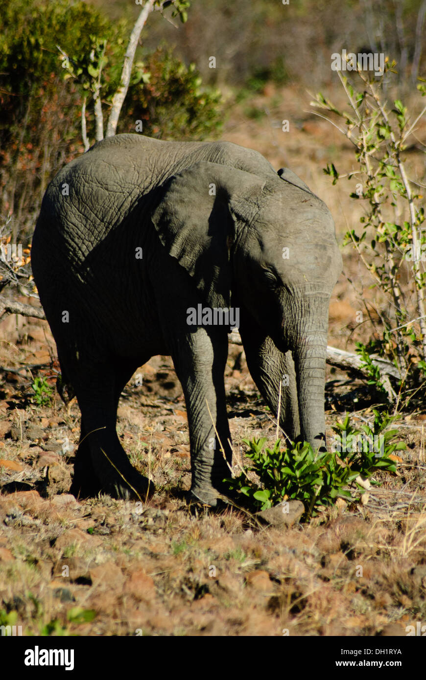 Young elephant eating Stock Photo - Alamy