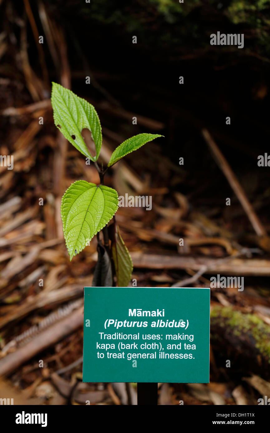 Mamaki (Pipturus albidus), sign with plant name, Volcano Village, Big ...