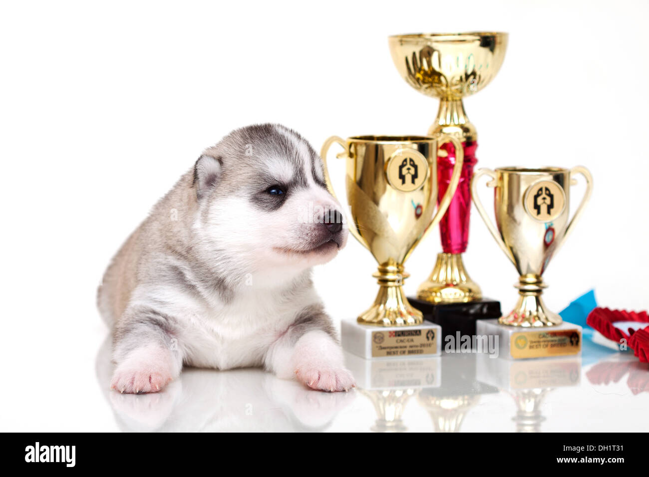 Prize cub hi-res stock photography and images - Alamy