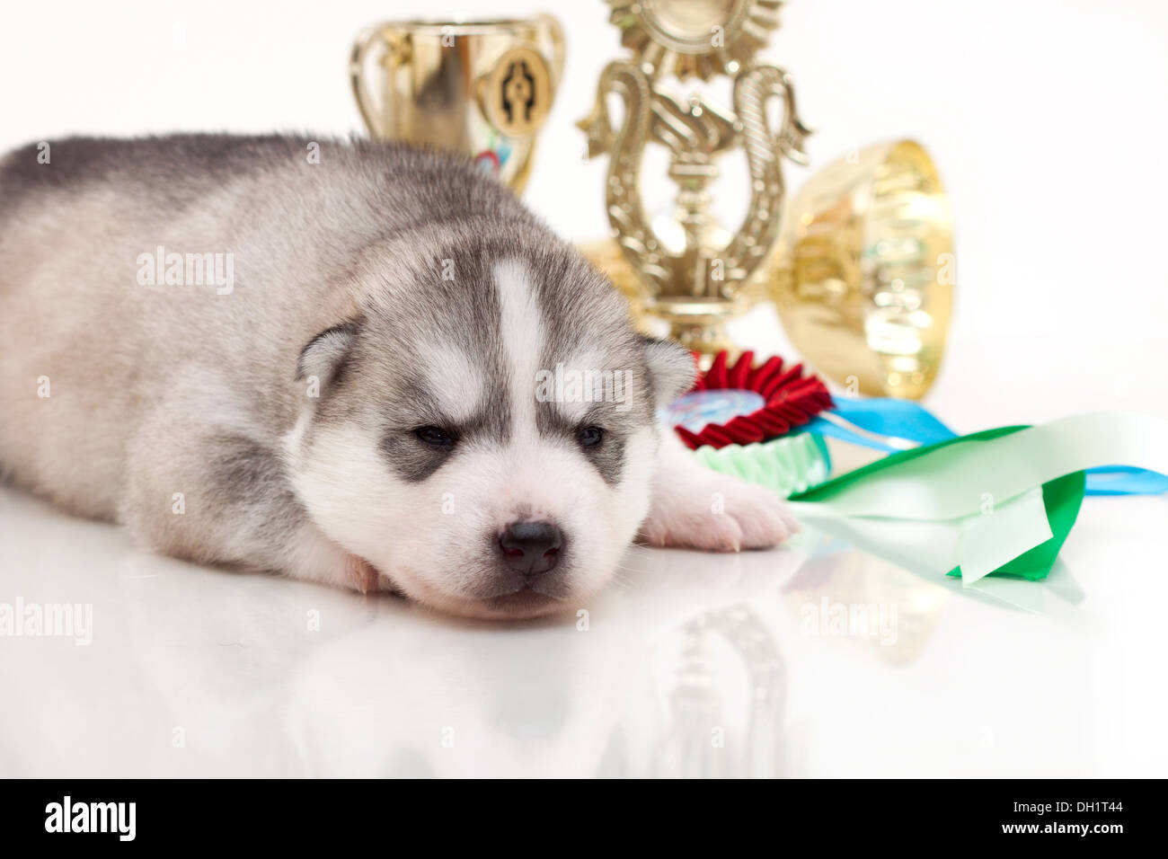 Prize cub hi-res stock photography and images - Alamy