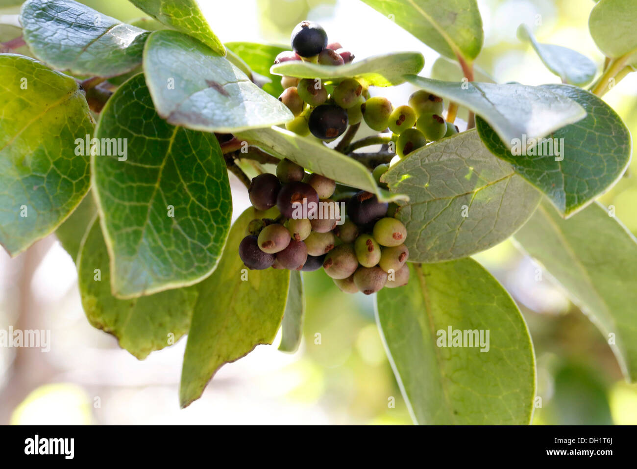 Kawa'u (Ilex anomala), Kilauea, Hawai'i Volcanoes National Park, Big ...