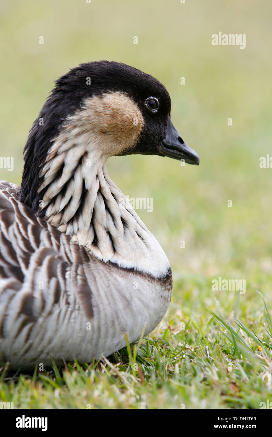 Nene Hawaii Volcanoes National Park High Resolution Stock Photography ...