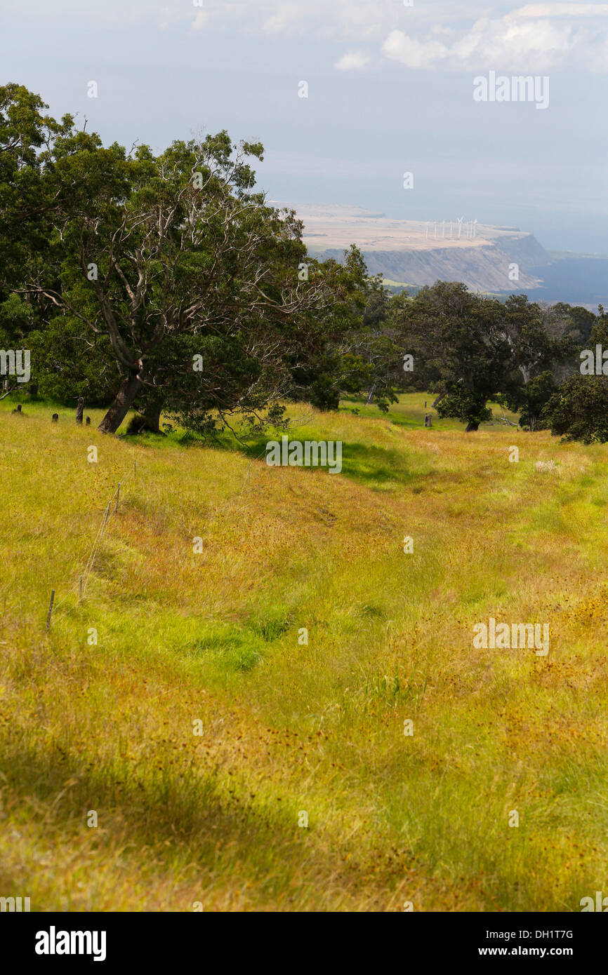 View towards South Point from the former ranch of the new Kahuku Unit ...