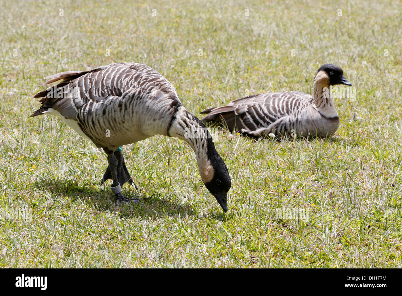 Hawaiian Geese or Nene (Branta sandvicensis) on grass, Hawai'i ...