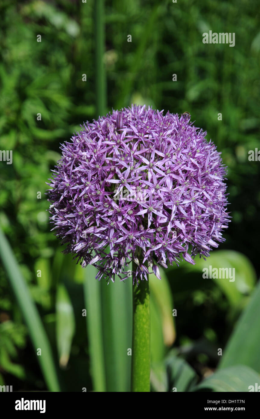 Lucy blume hi-res stock photography and images - Alamy