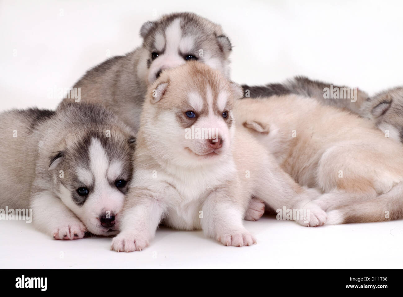 Siberian husky litter hi-res stock photography and images - Alamy