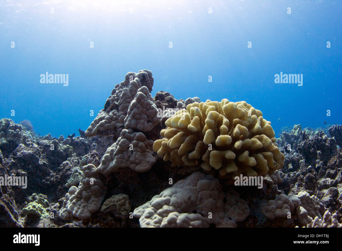 Reef with Antler Coral (Acropora) in shallow waters, Hawaii, USA Stock ...