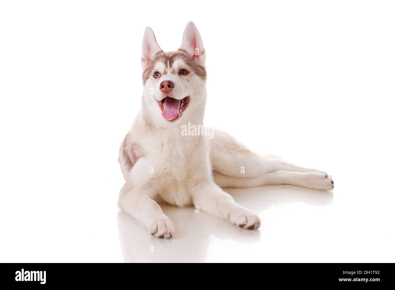 cute husky puppy Stock Photo - Alamy