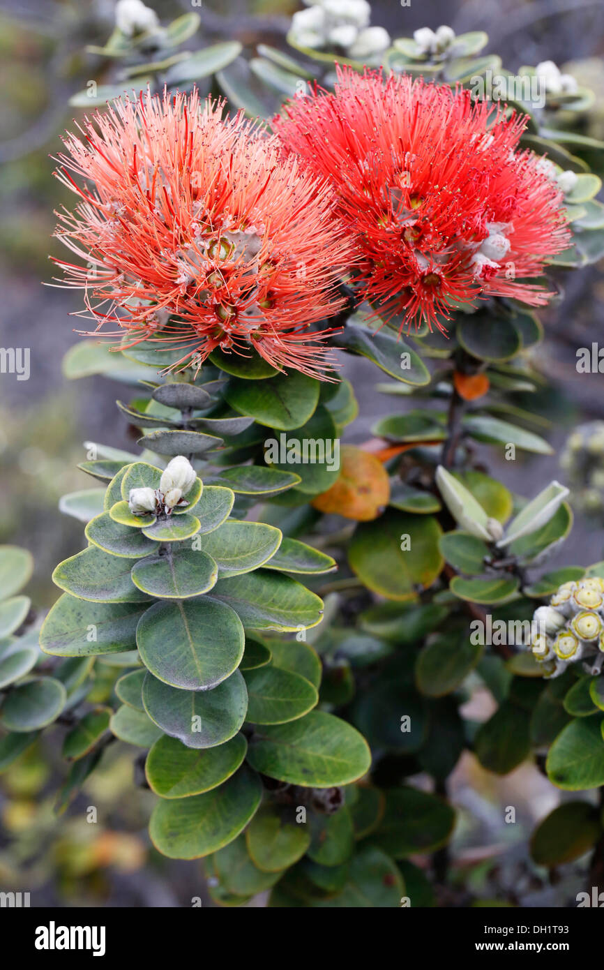 Ohia lehua blossom hi-res stock photography and images - Alamy