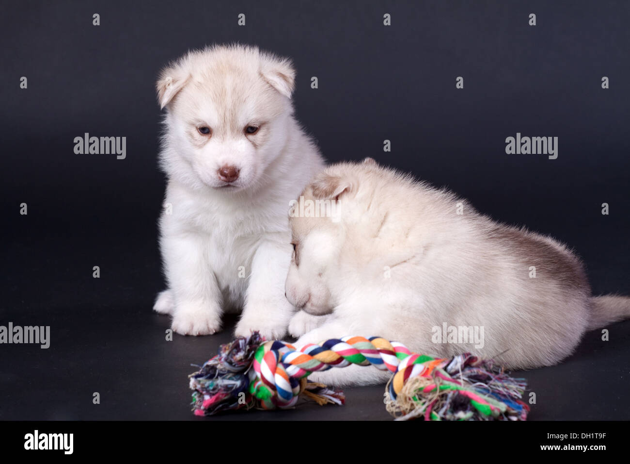 Siberian husky litter hi-res stock photography and images - Alamy