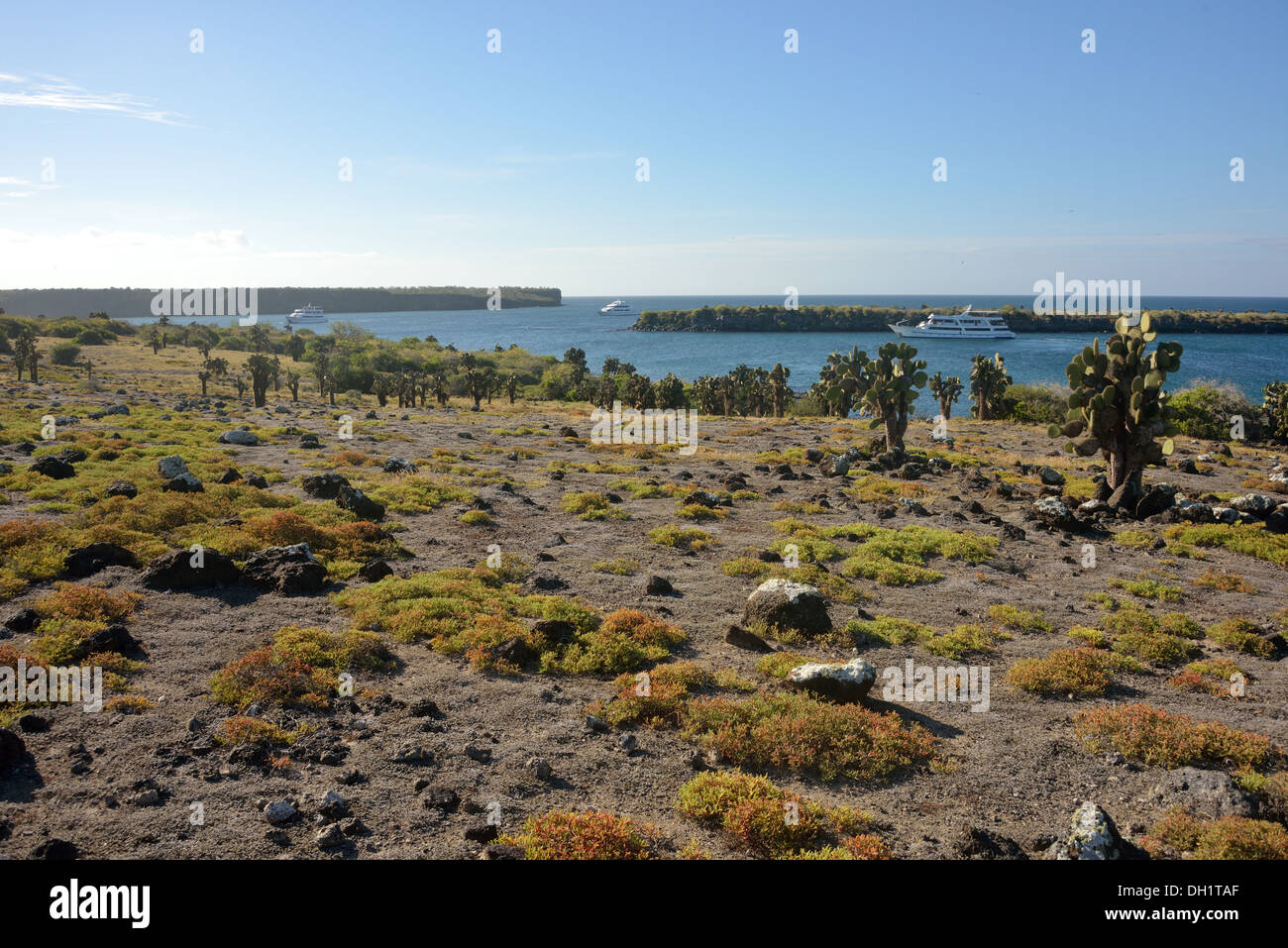 Plaza Sur Island, Galapagos Stock Photo - Alamy