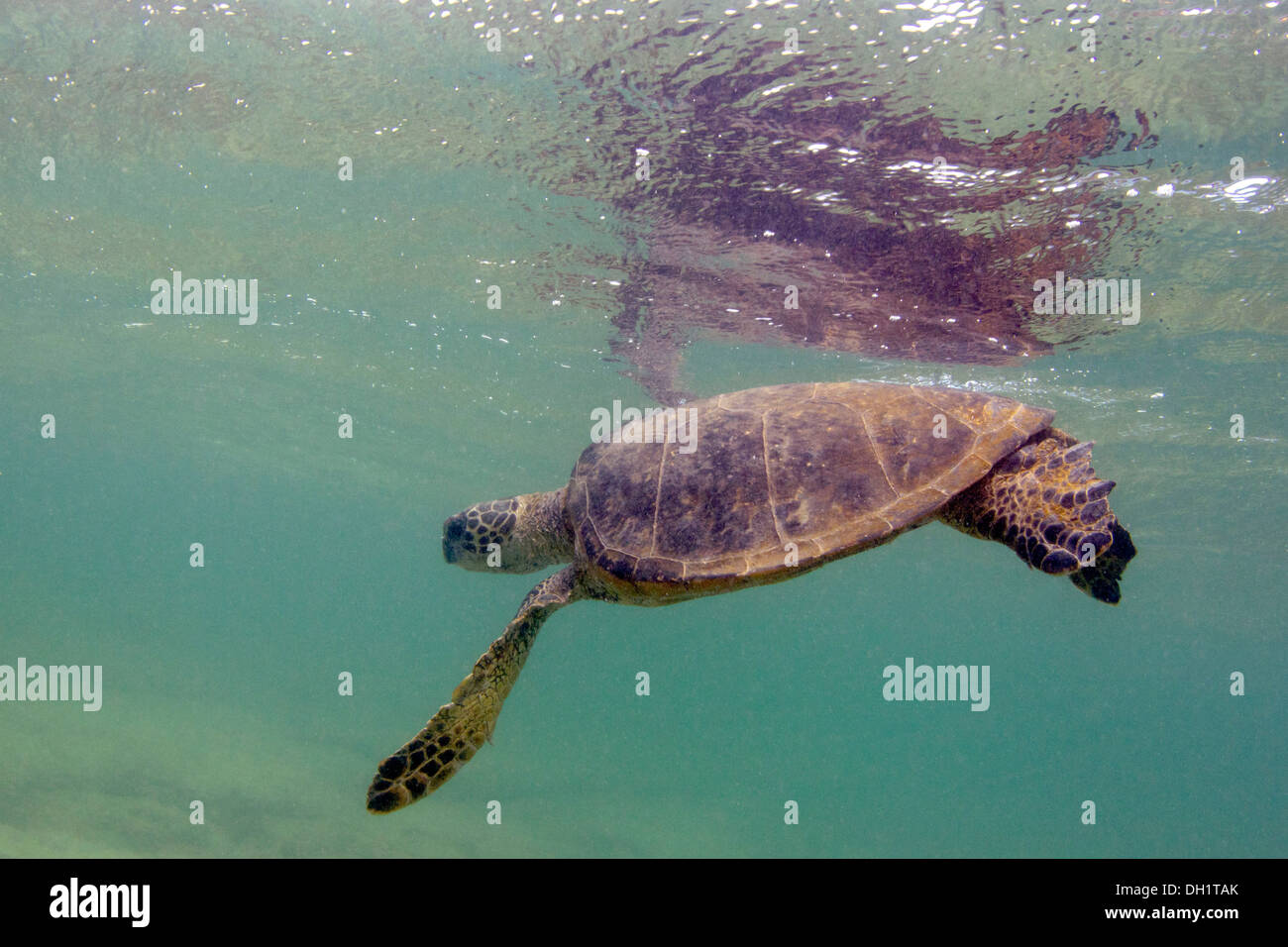Kona hawaii sea turtles hi-res stock photography and images - Alamy