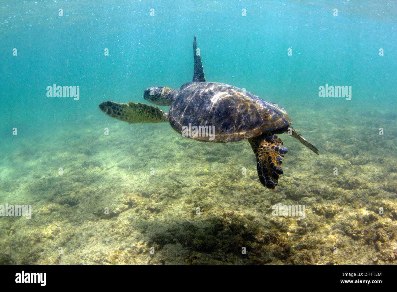 Kona hawaii sea turtles hi-res stock photography and images - Alamy