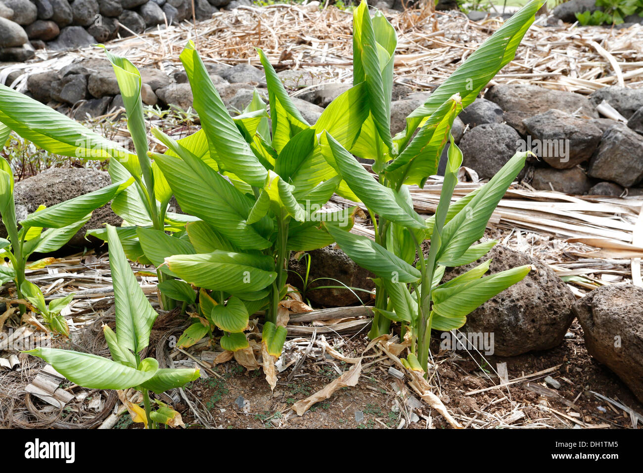Curcuma longa hi-res stock photography and images - Alamy