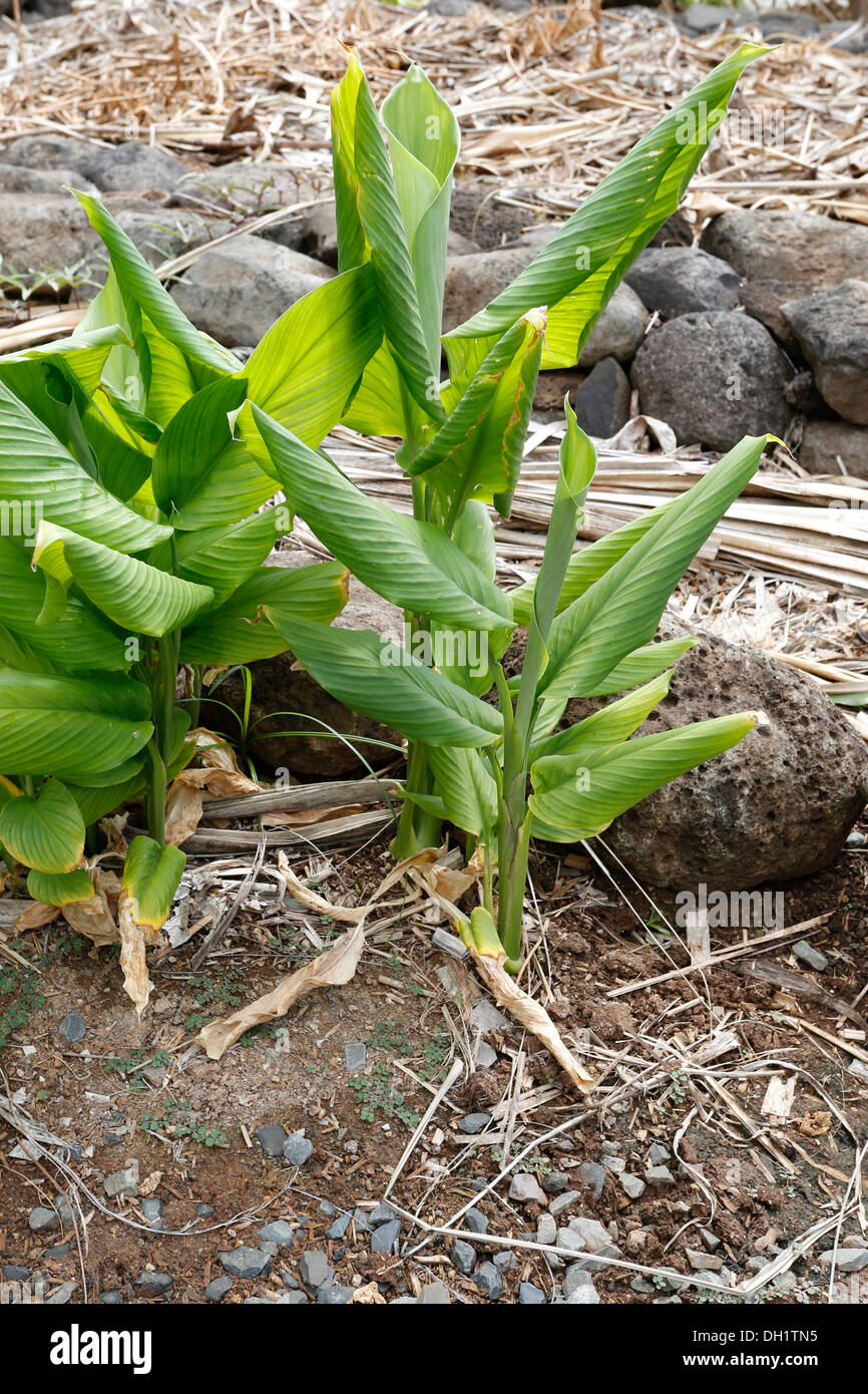 Curcuma longa hi-res stock photography and images - Alamy