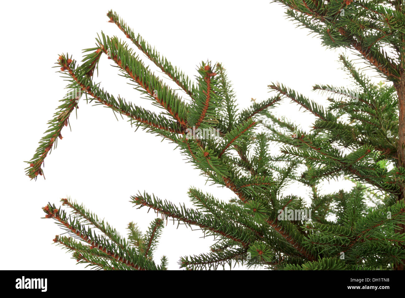Branch of the spruce , isolated on white Stock Photo - Alamy