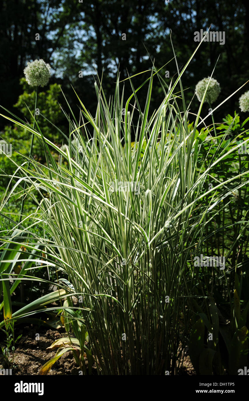 Chinese silvergrass hi-res stock photography and images - Alamy