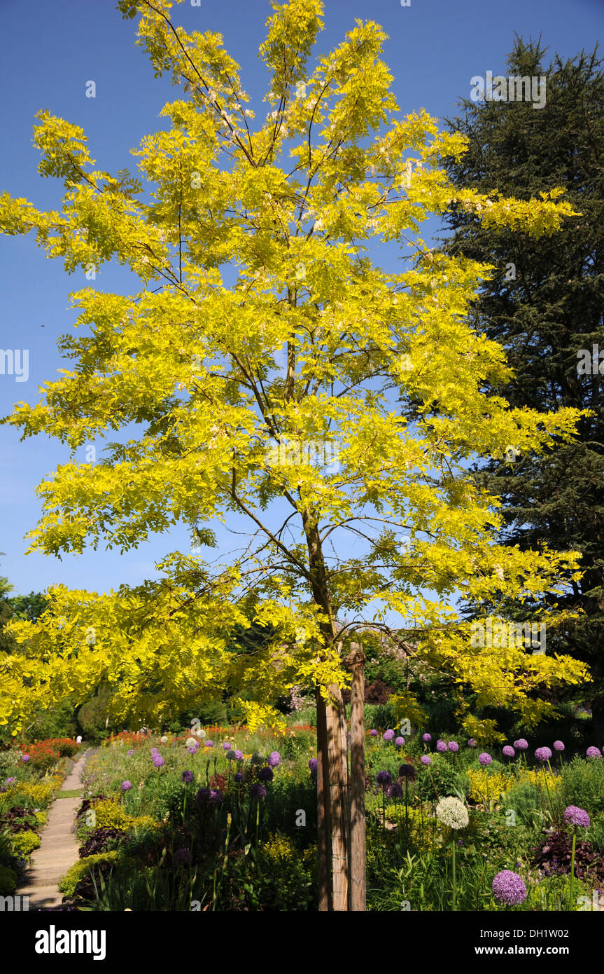 Golden locust hi-res stock photography and images - Alamy