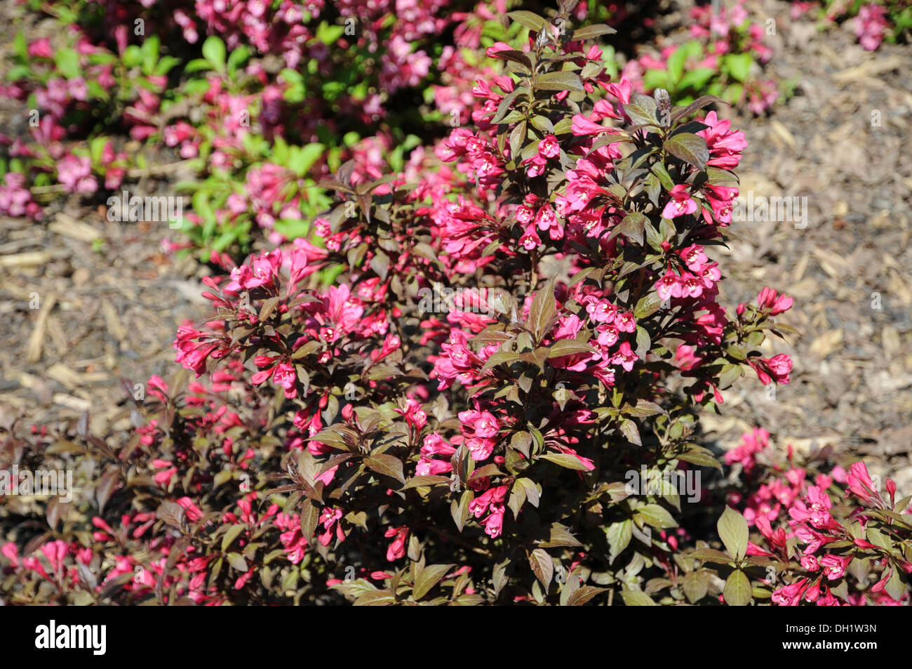 Weigelia Stock Photos & Weigelia Stock Images - Alamy