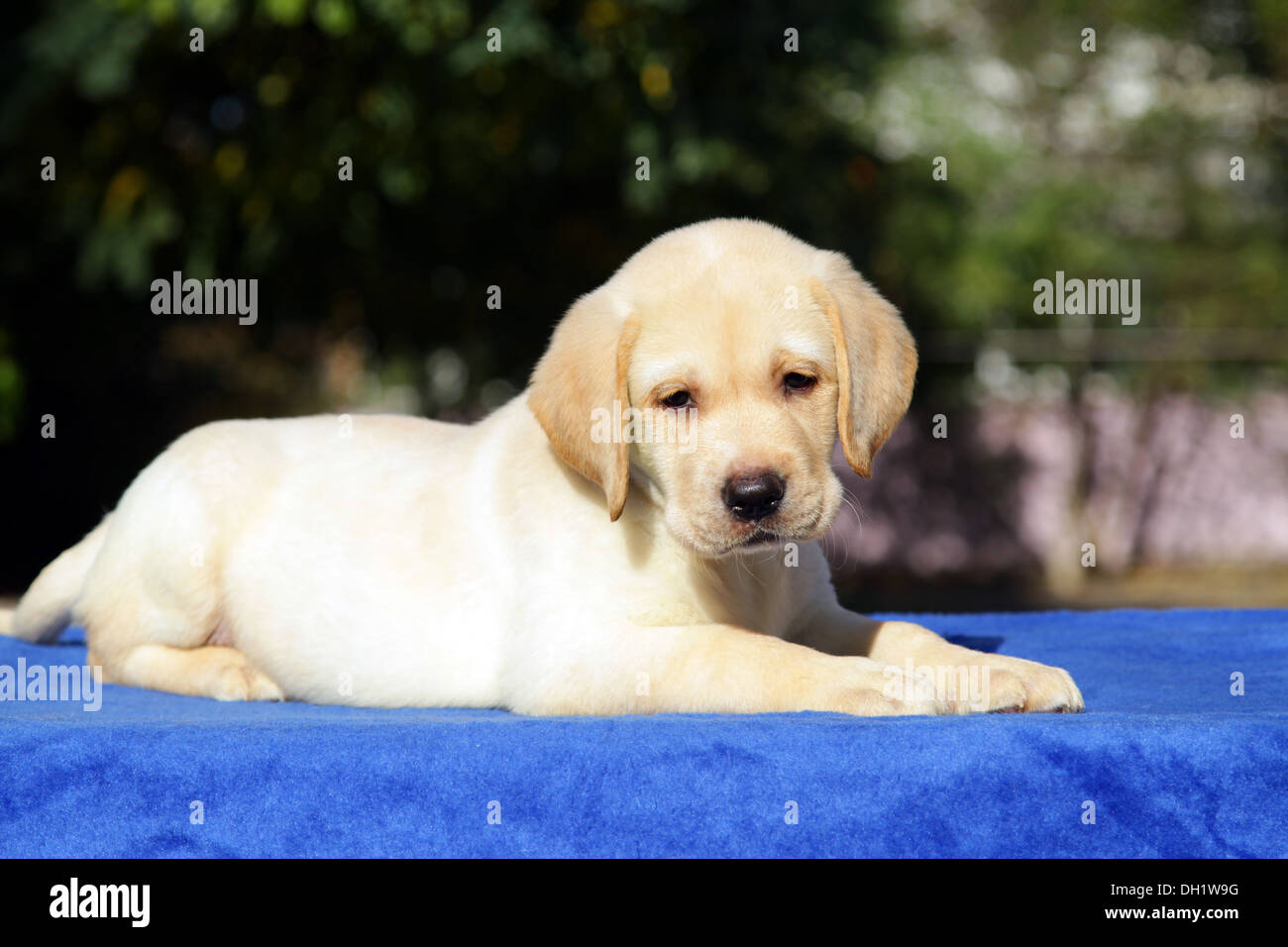 happy yellow labrador puppy laying on the table Stock Photo - Alamy