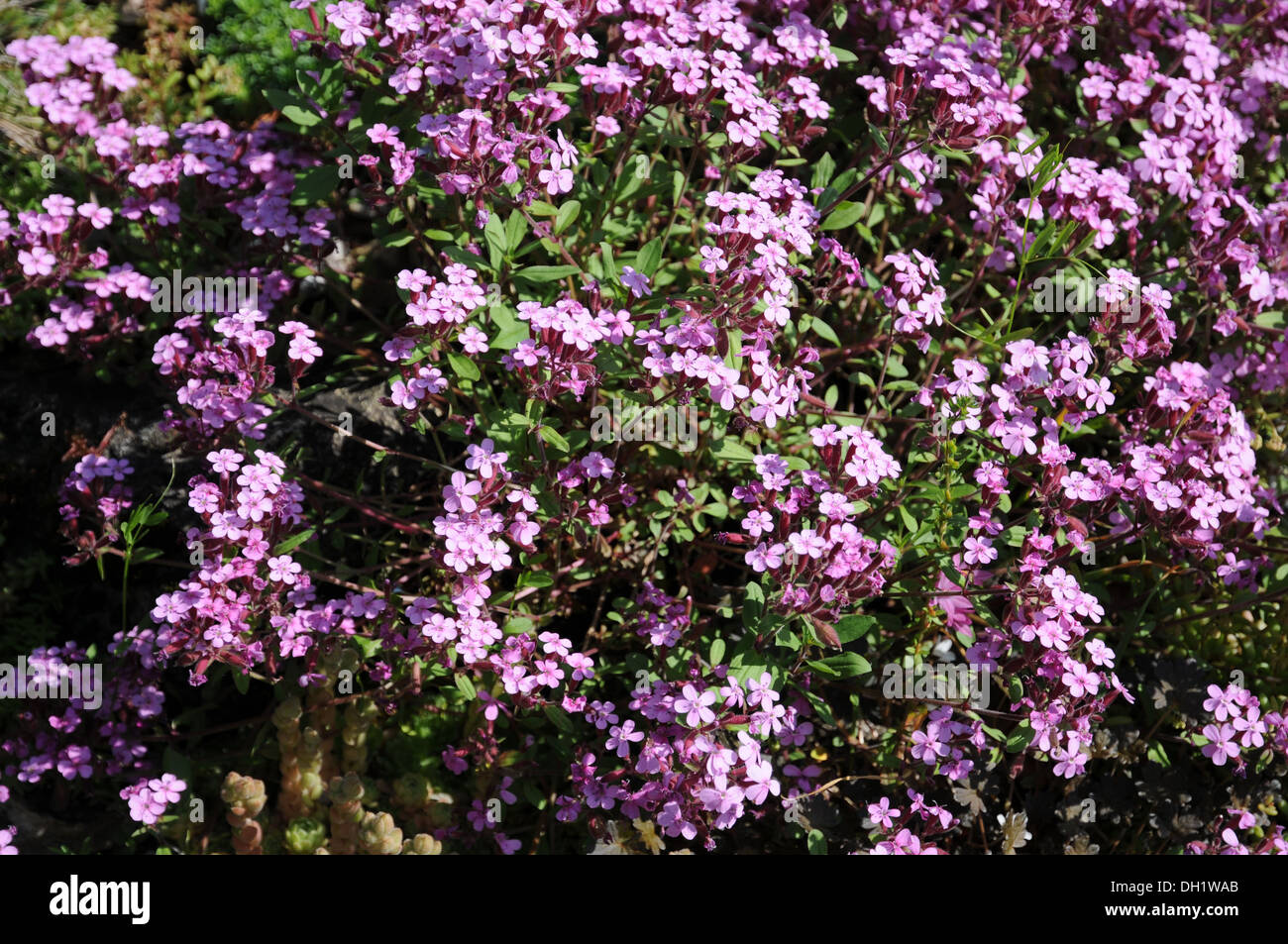 Rock soapwort flowers hi-res stock photography and images - Alamy