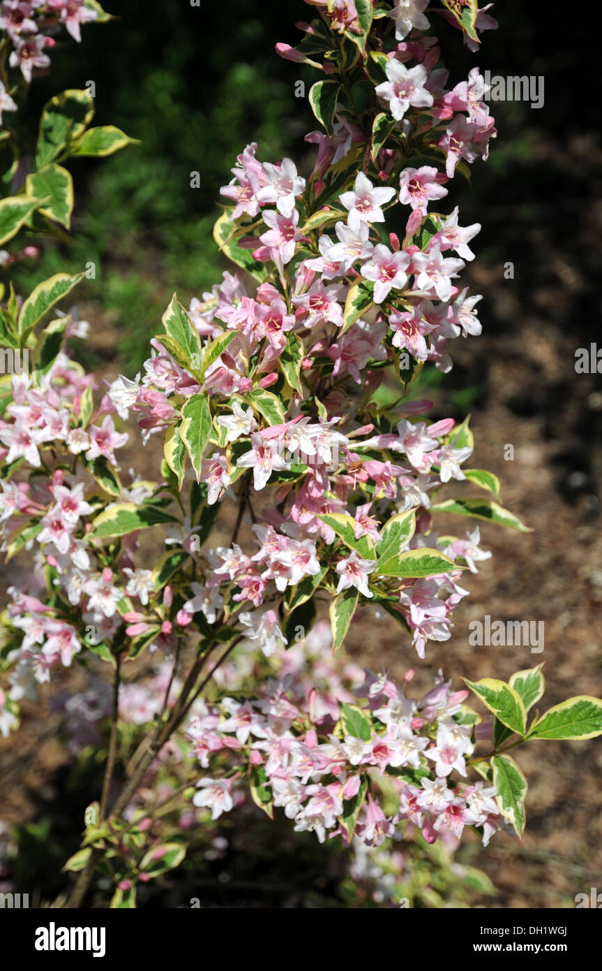 Weigelia High Resolution Stock Photography and Images - Alamy