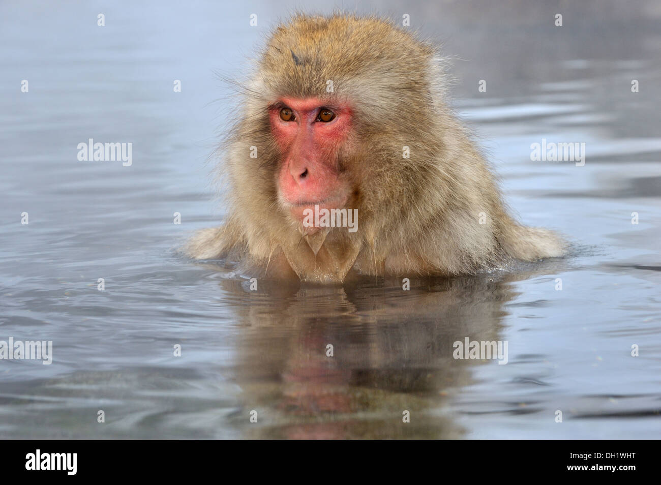 Japanese macaque (Macaca fuscata) portrait in a hot spring, Jigokudani ...