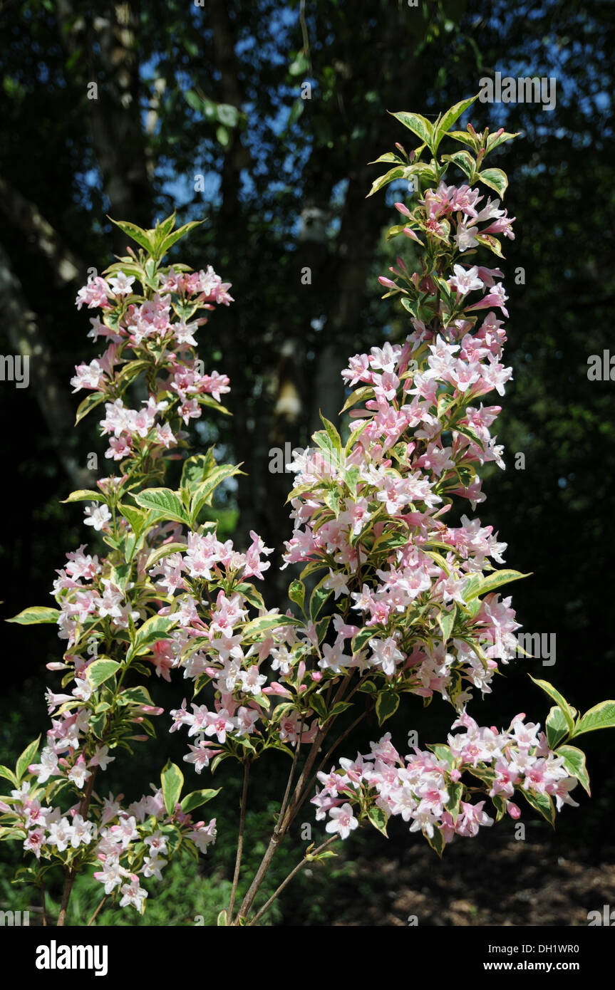 Weigelia hi-res stock photography and images - Alamy