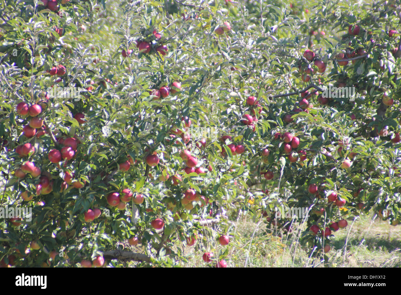 Apple tree laden with nearly ripe red apples almost ready for picking ...