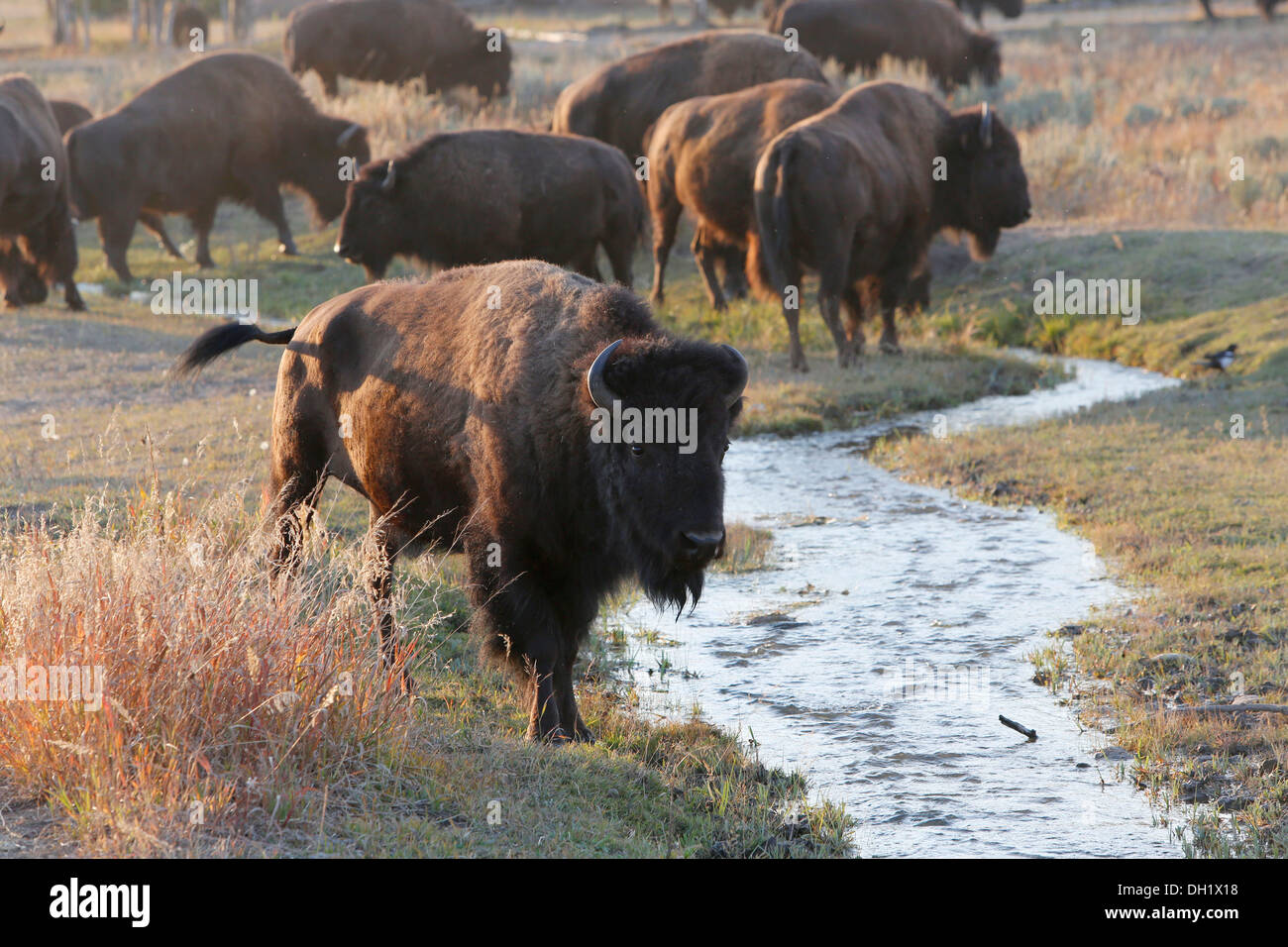 American bisons (Bison bison), Grand Teton National Park, Wyoming, USA ...