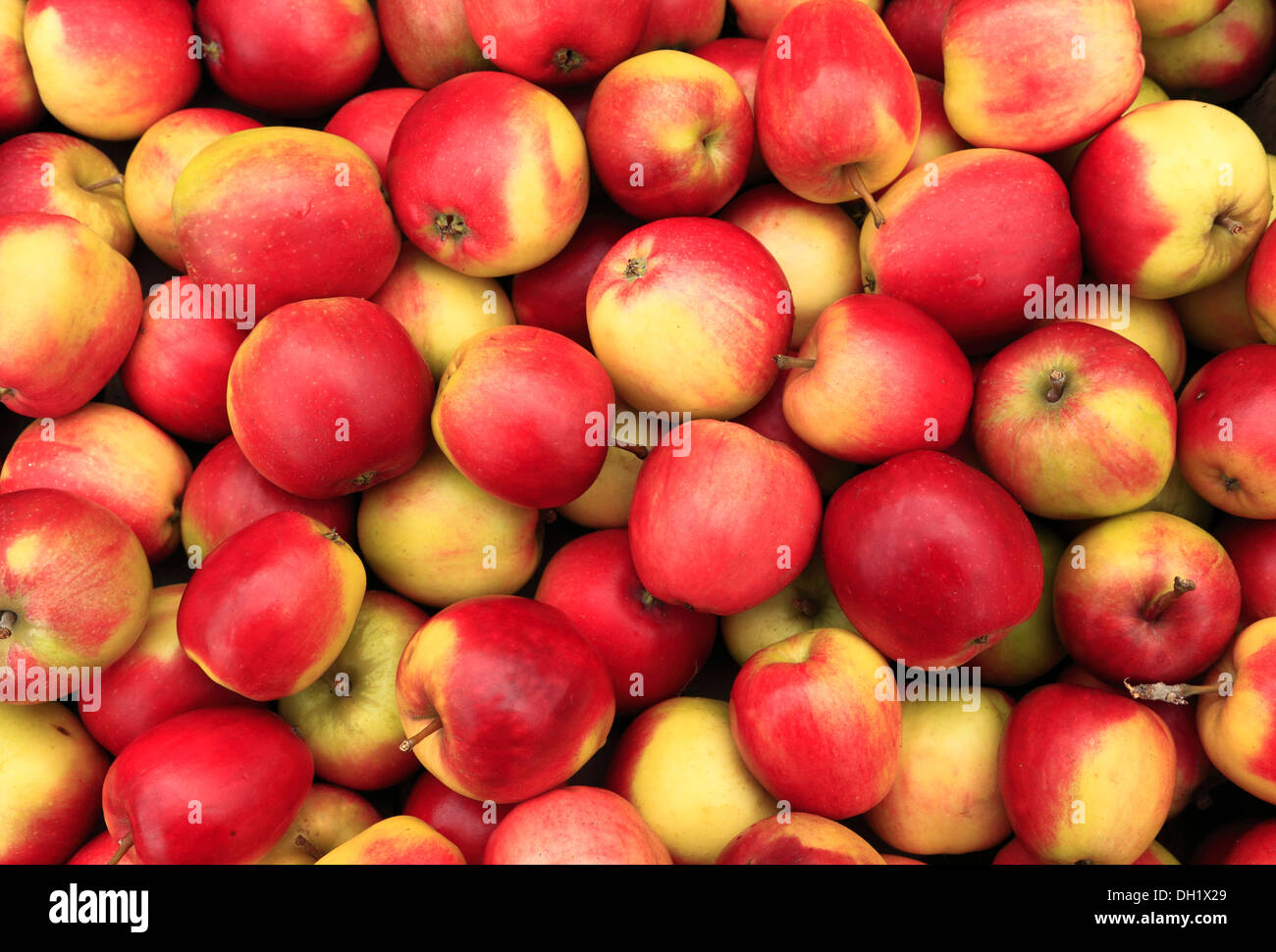 Apple 'Worcester Pearmain', farm shop display, apples UK Stock Photo ... Apple 'Worcester Pearmain', farm shop display, apples UK Stock Photo ...
