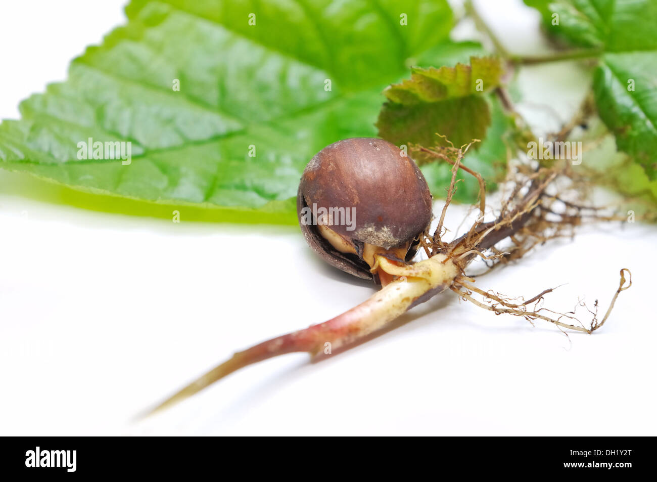 sapling sprouting with hazelnut germination on white background Stock ...