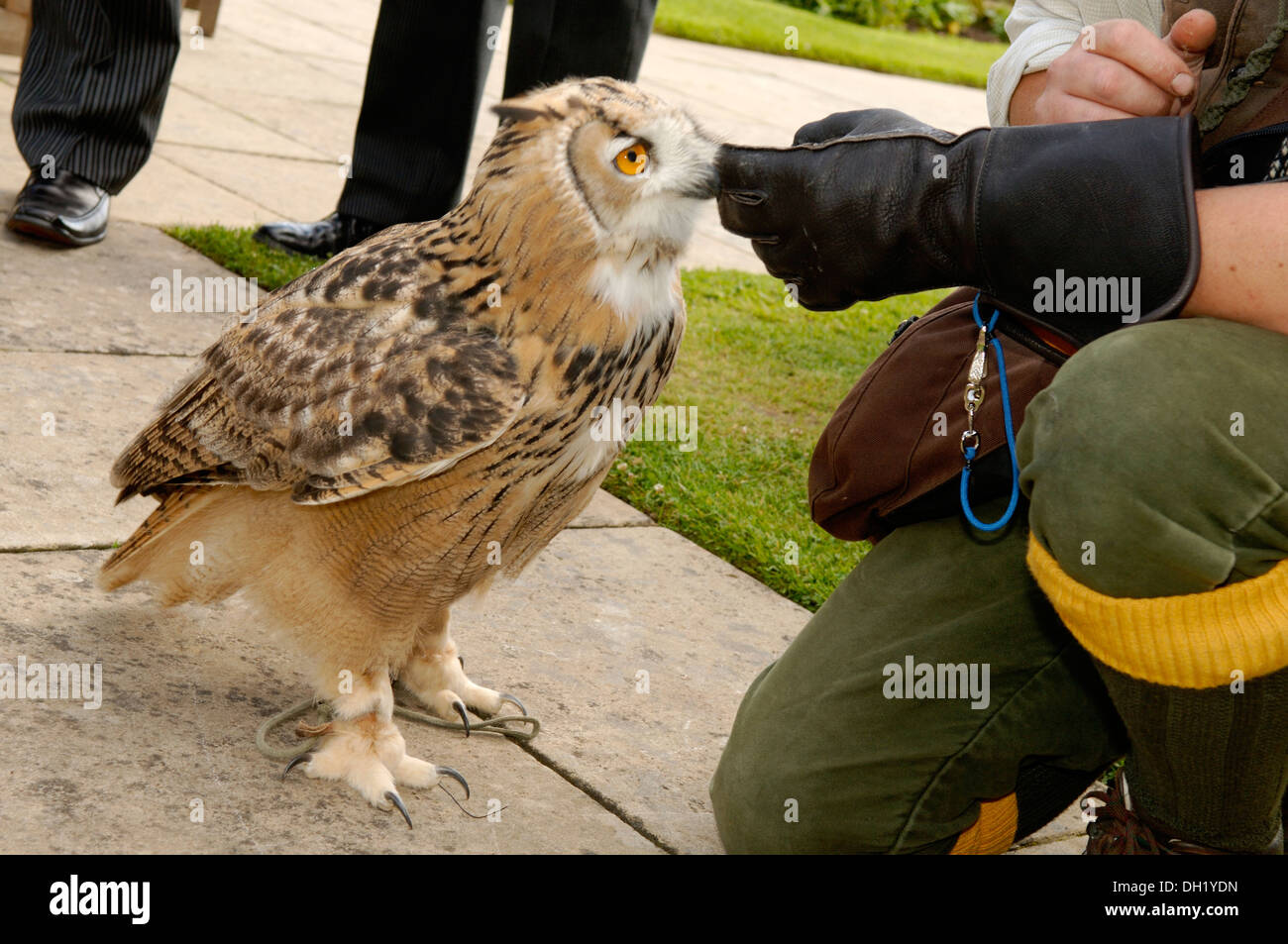 Falconry demonstration, Falconry the hunting of wild quarry in its ...