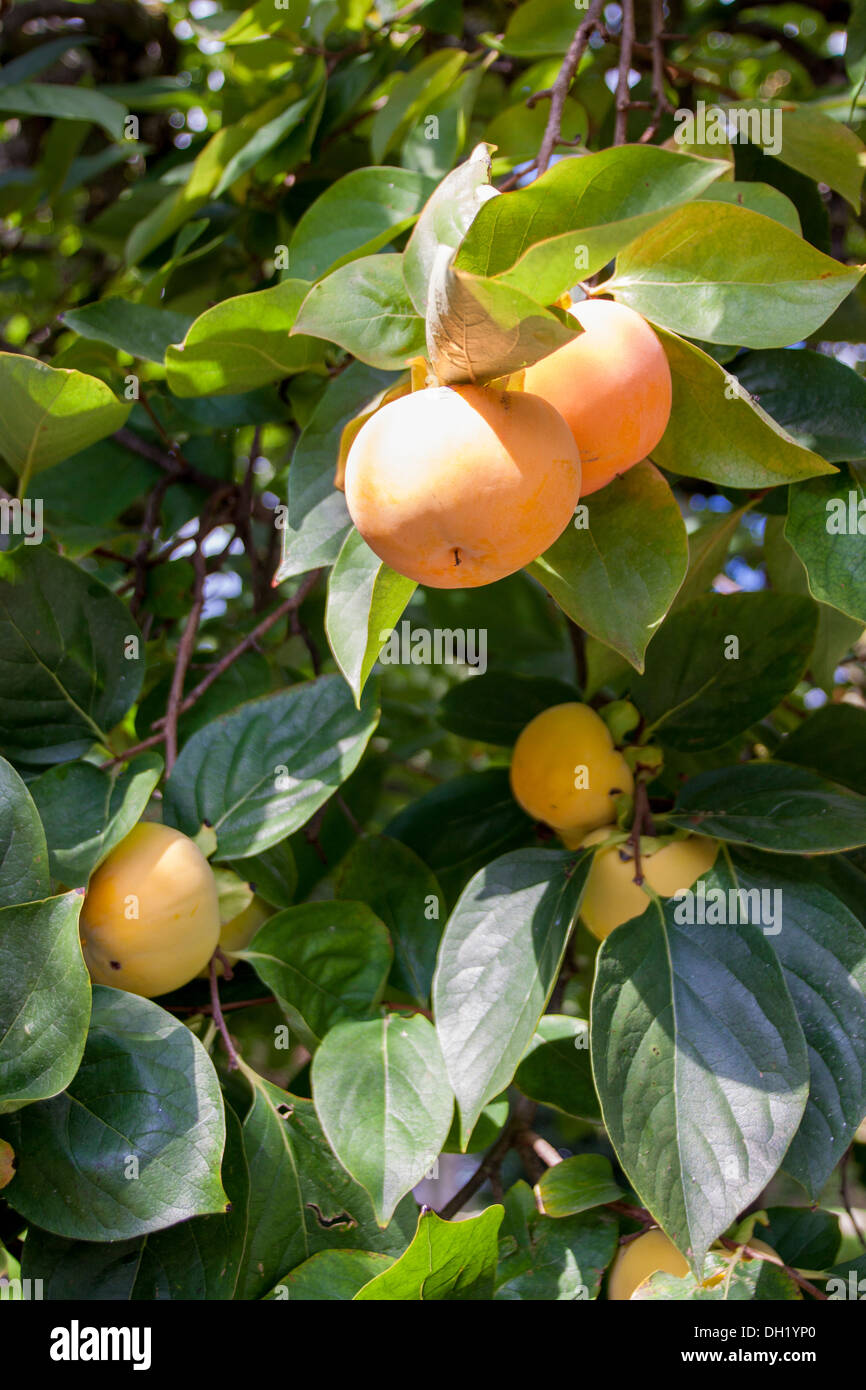 Persimmon Tree Diospyros Kaki Leaves High Resolution Stock Photography and Images - Alamy