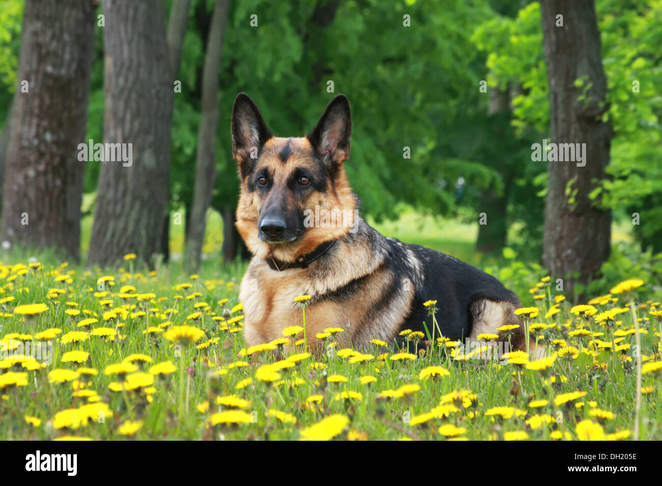 dog, German shepherd lies on a green young grass among Flowers of ...