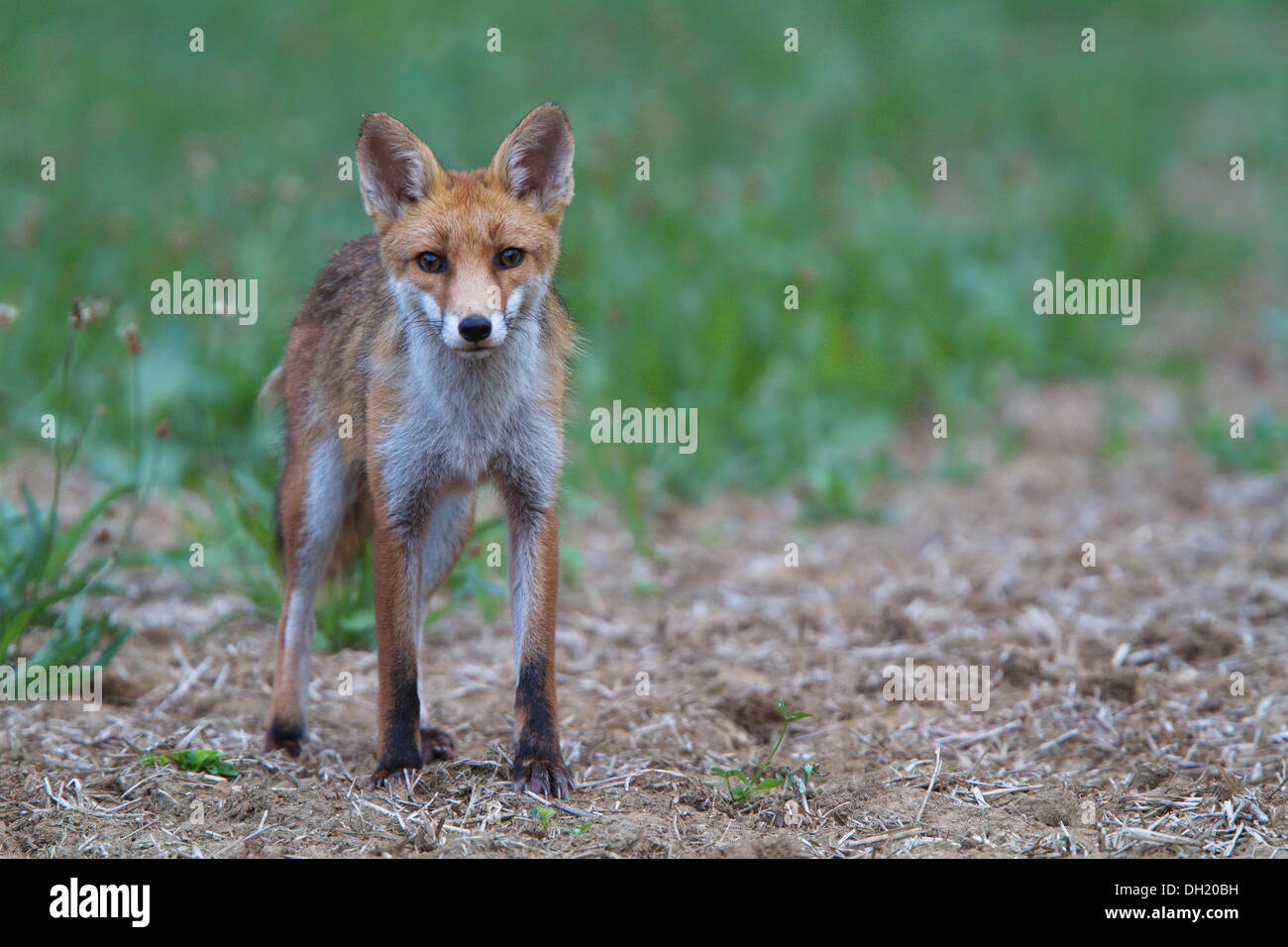 Red fox on field Stock Photo - Alamy