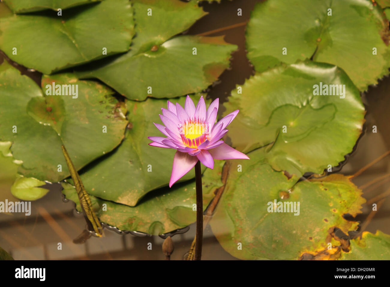 Nymphaea stellata lotus flower hi-res stock photography and images - Alamy
