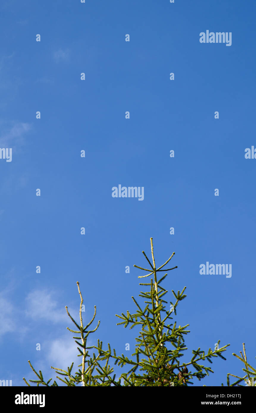 Trees growing up to the sky Stock Photo - Alamy