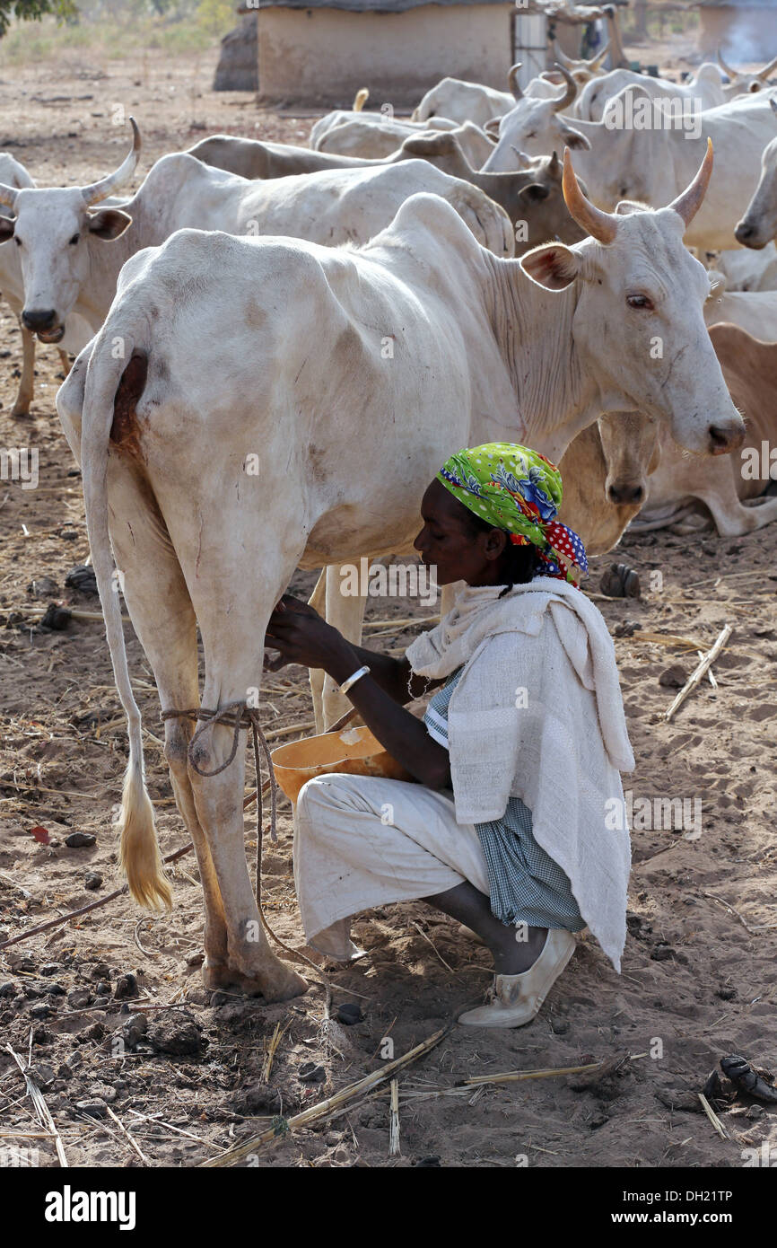 Woman milking cow hi-res stock photography and images - Alamy
