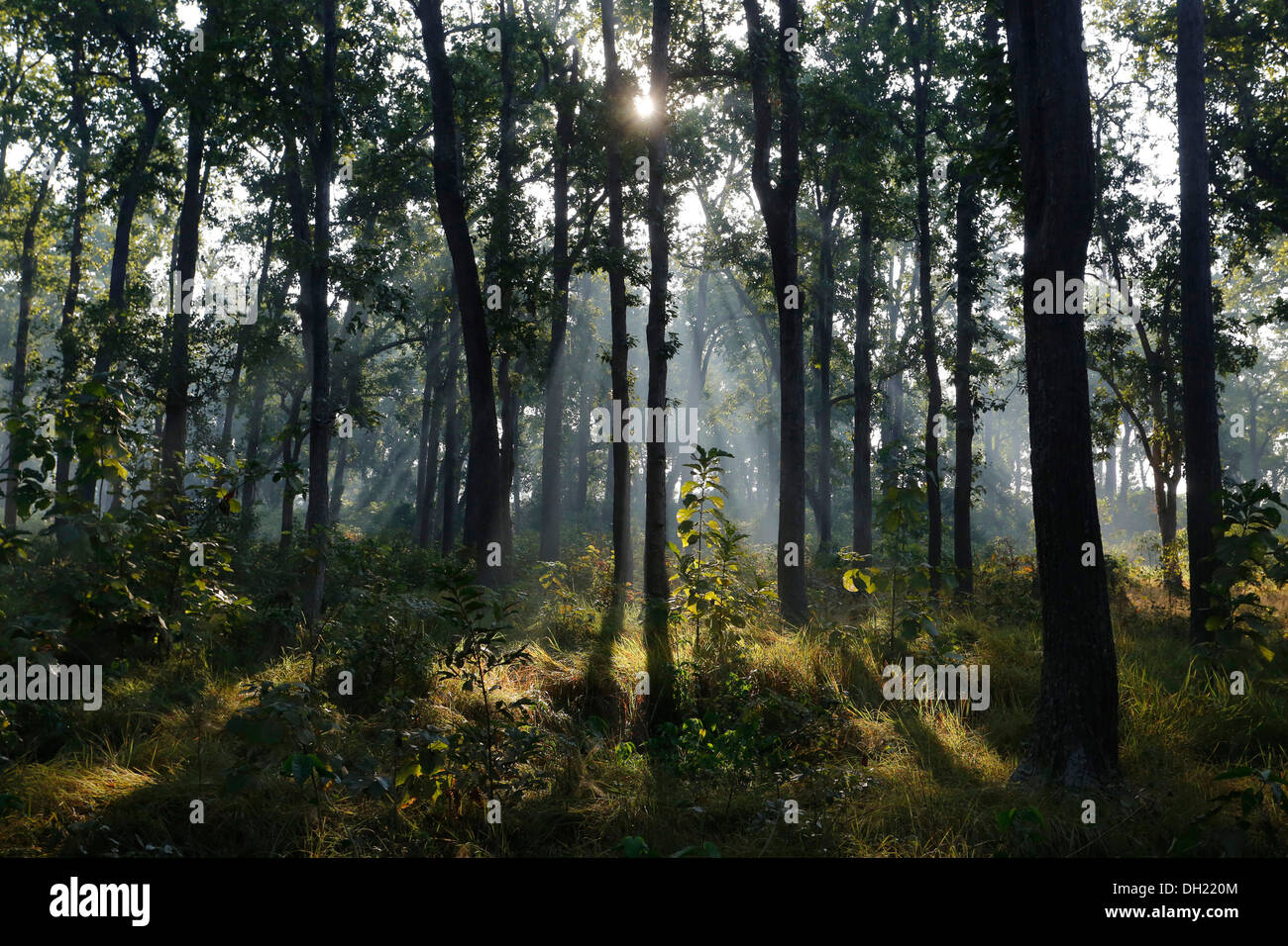 Terai forest hi-res stock photography and images - Alamy