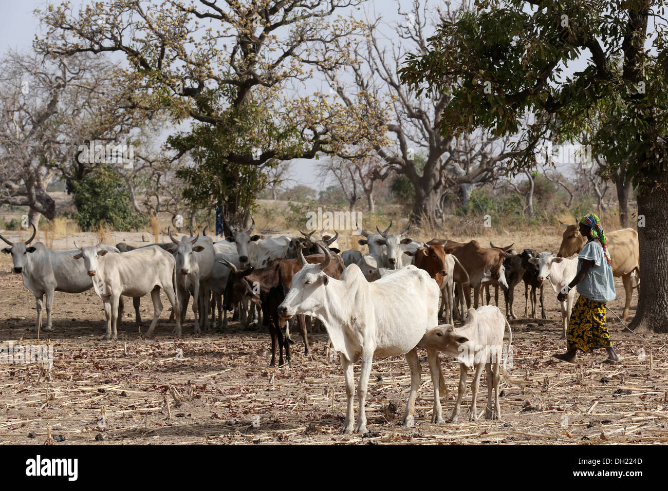 Fulani cattle hi-res stock photography and images - Alamy