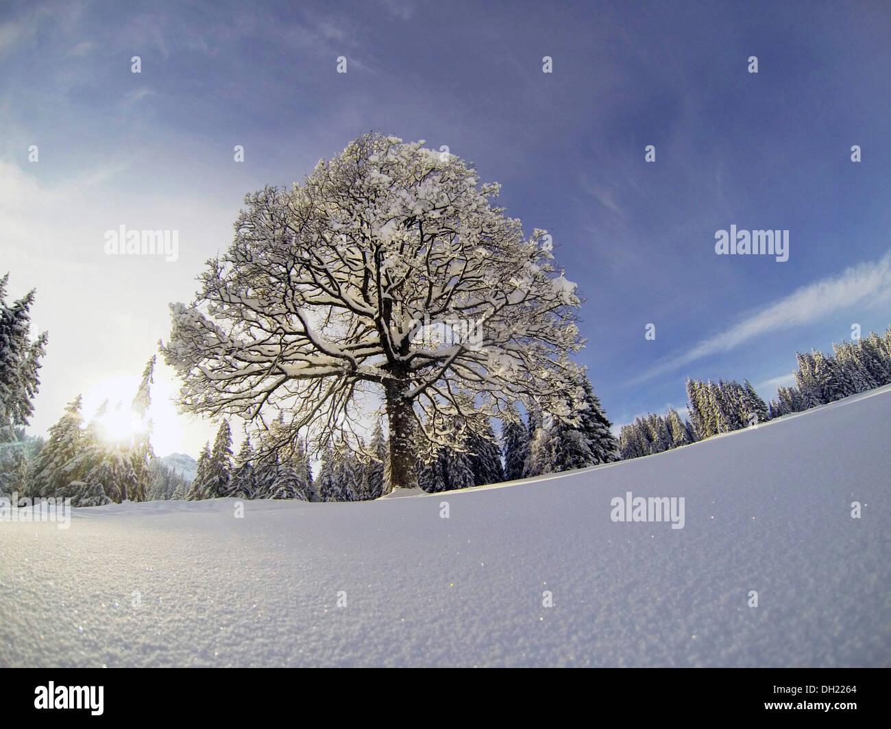 Deciduous tree in winter hi-res stock photography and images - Alamy
