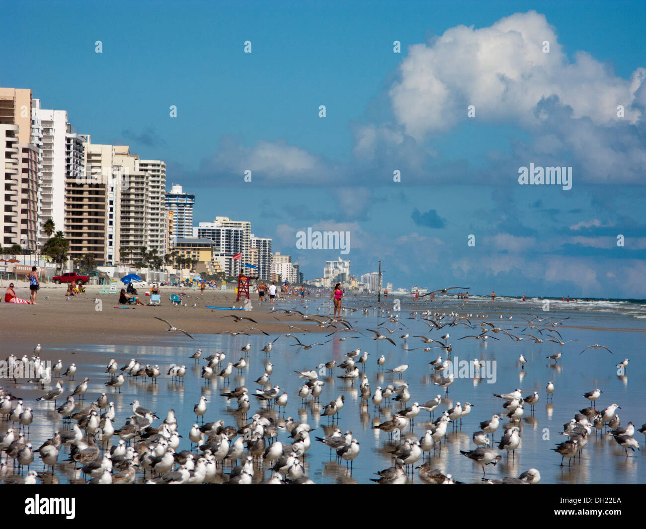 Florida gulls hi-res stock photography and images - Alamy