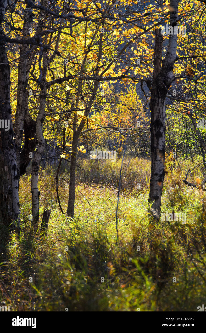 White birch acadia national park hi-res stock photography and images ...