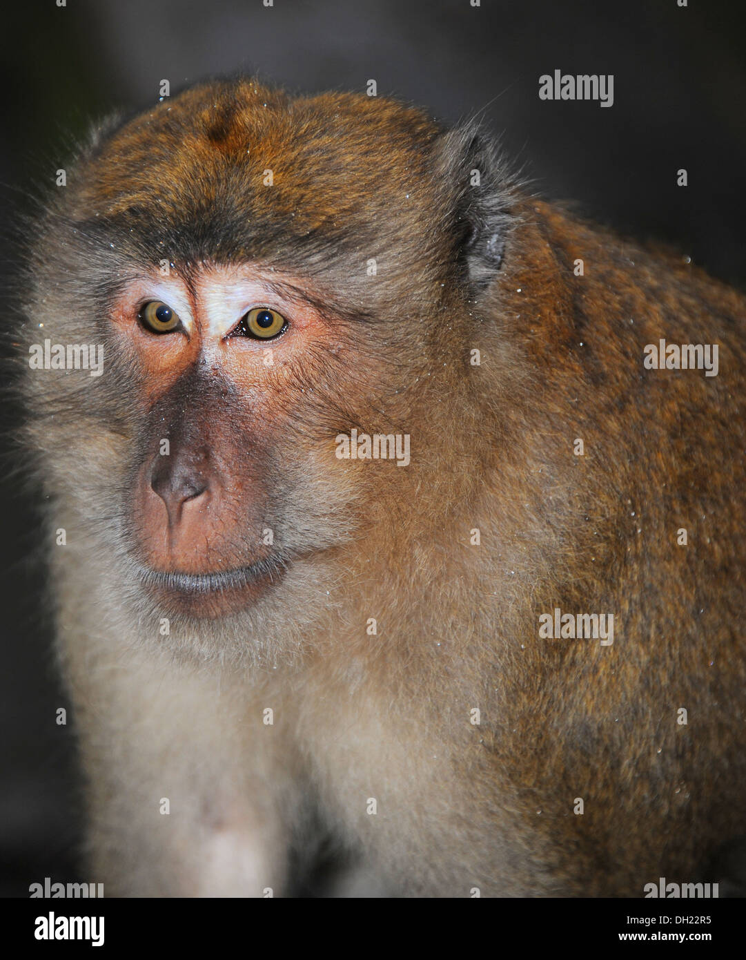 Little monkey with big monkey hi-res stock photography and images - Alamy